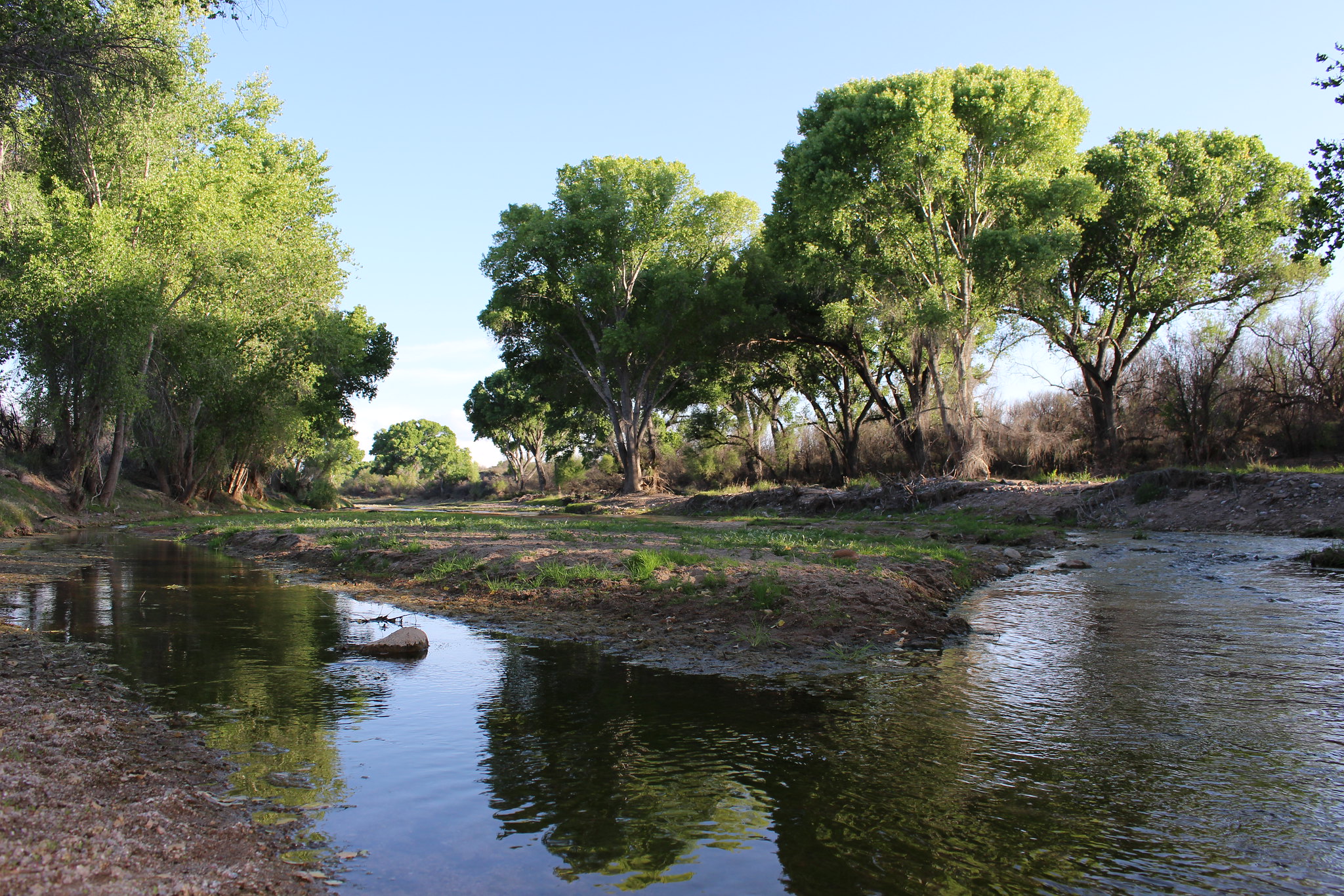 Bureau of Land Management Greenlights Grazing in the San Pedro Riparian ...