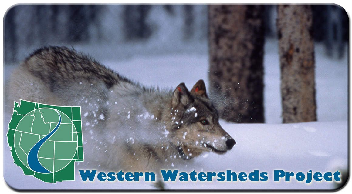 Help Us Save Wolves in Idaho! - Western Watersheds Project