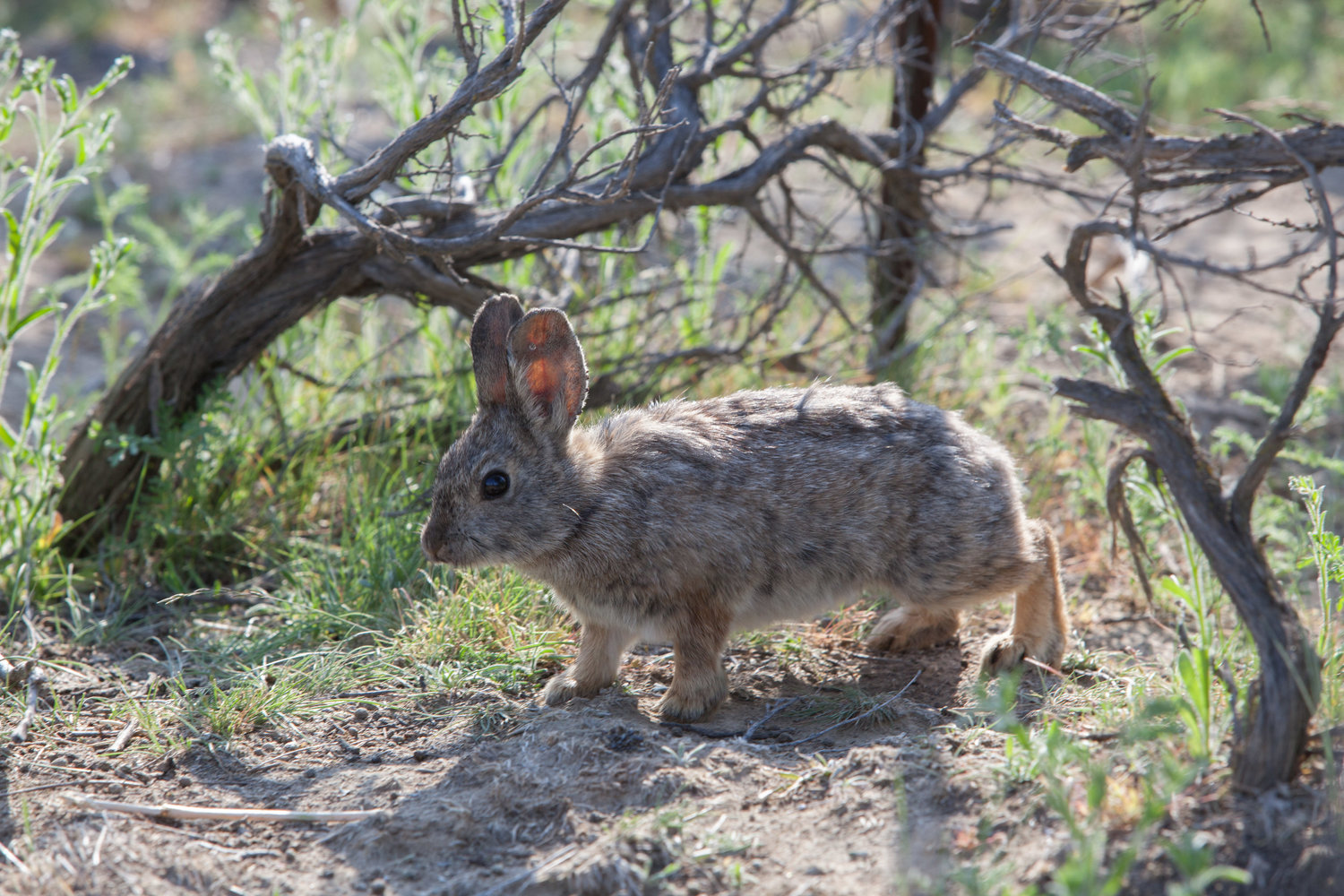 Pygmy Rabbits - Western Watersheds Project