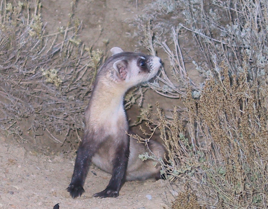 Lawsuit Launched Against Feds for Failure to Recover Black-Footed ...