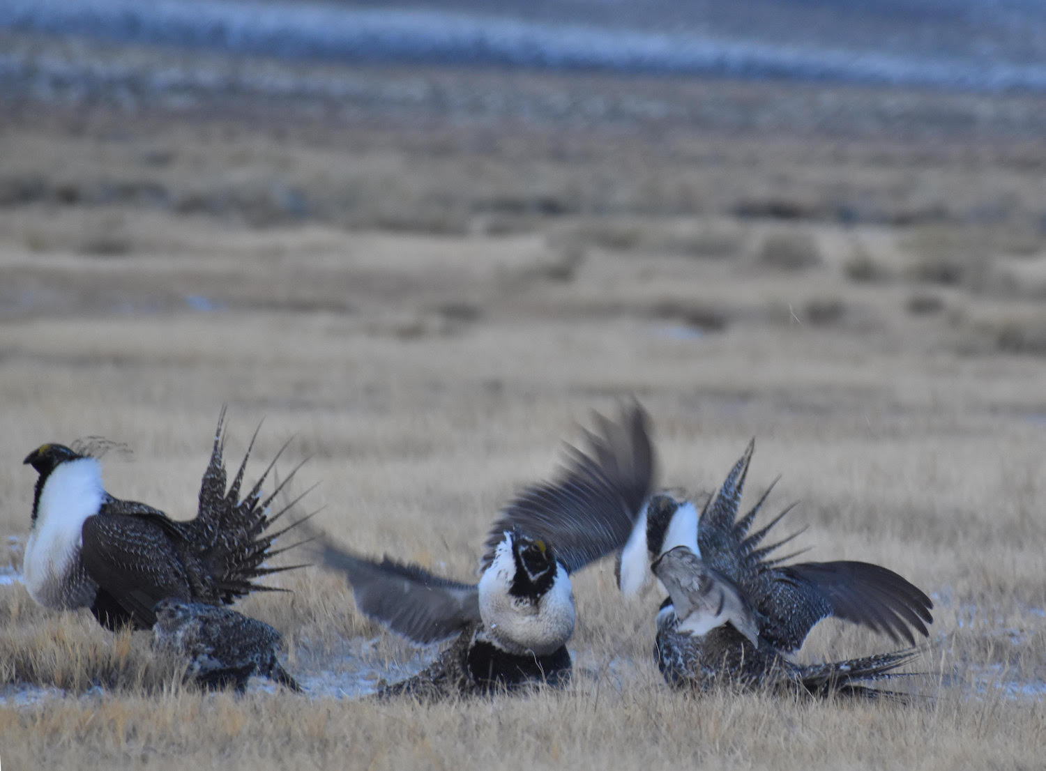 Conservation Groups Seek Emergency Halt of Destructive Lithium Mine ...