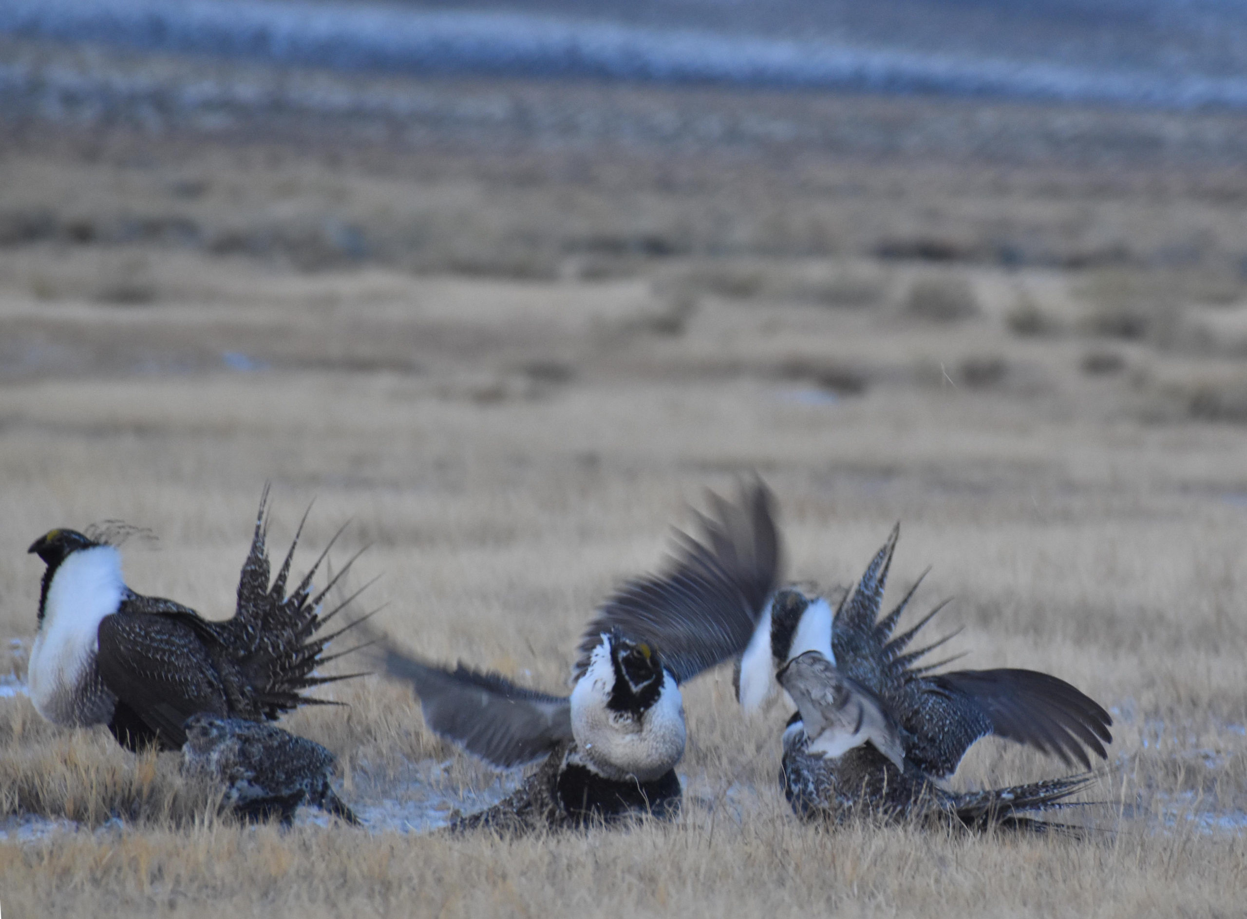 FY2022 BUDGET PUTS ALL OF THE SAGE GROUSE EGGS IN GROUSE PLAN BASKET BY ...