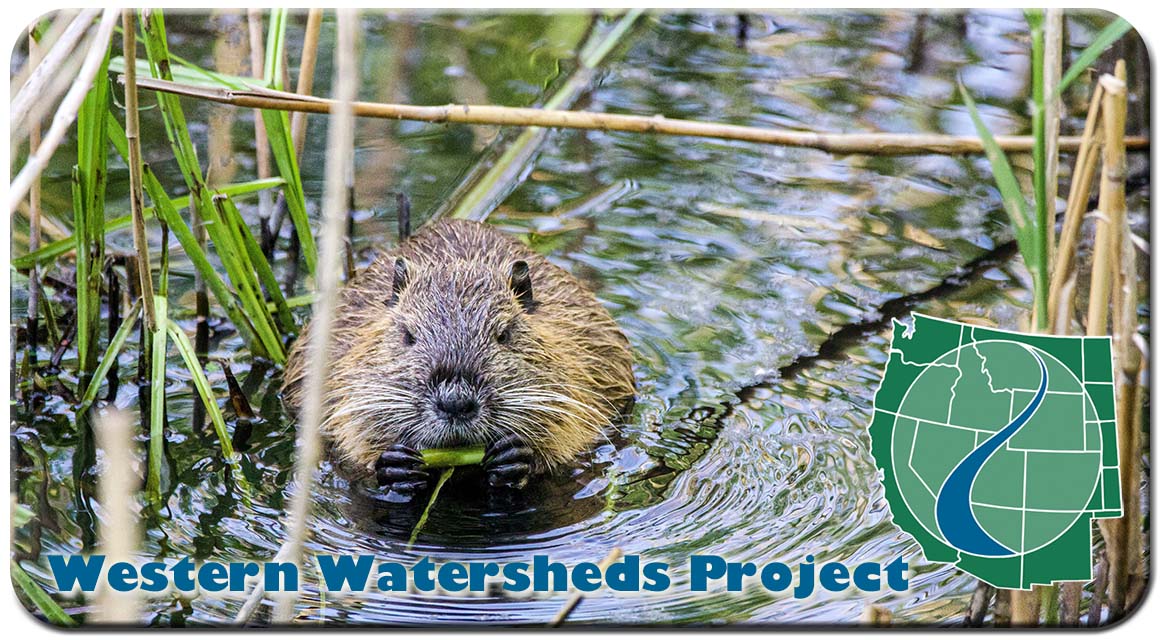 Take Action! Be an Oregon beaver booster! Due June 13, 2022 - Western ...