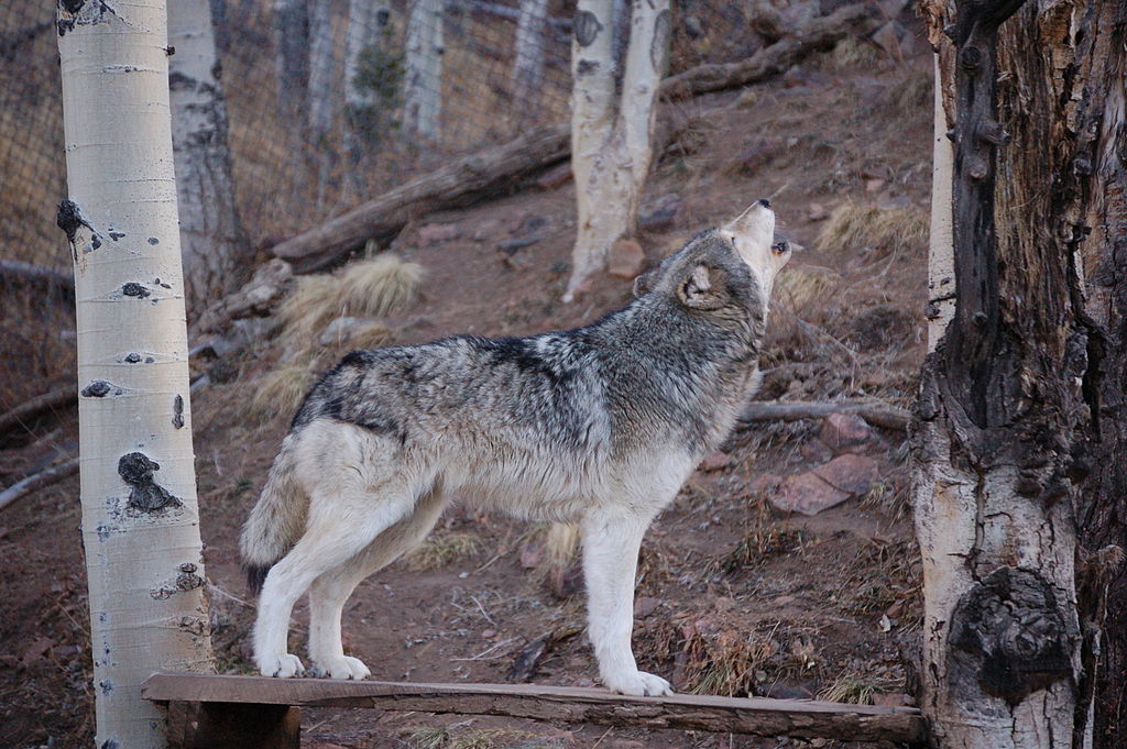 New Colorado poll: Don’t trophy hunt or trap gray wolves - Western ...