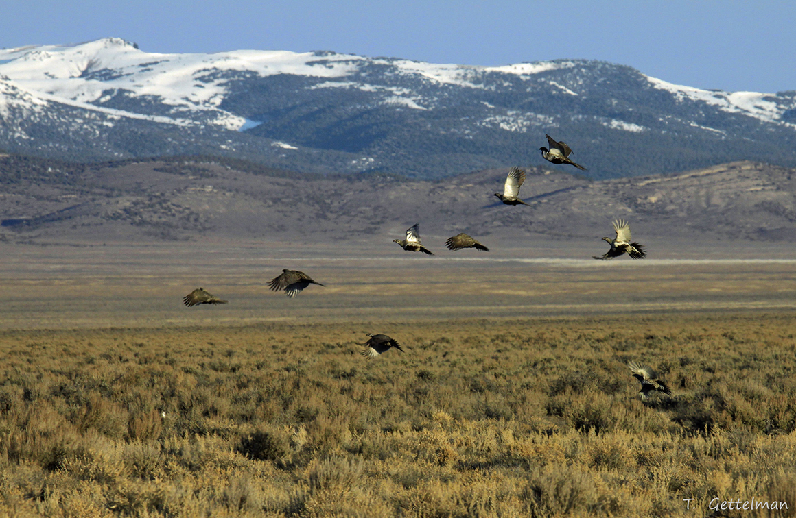 A Win for Nevada Wilderness! - Western Watersheds Project