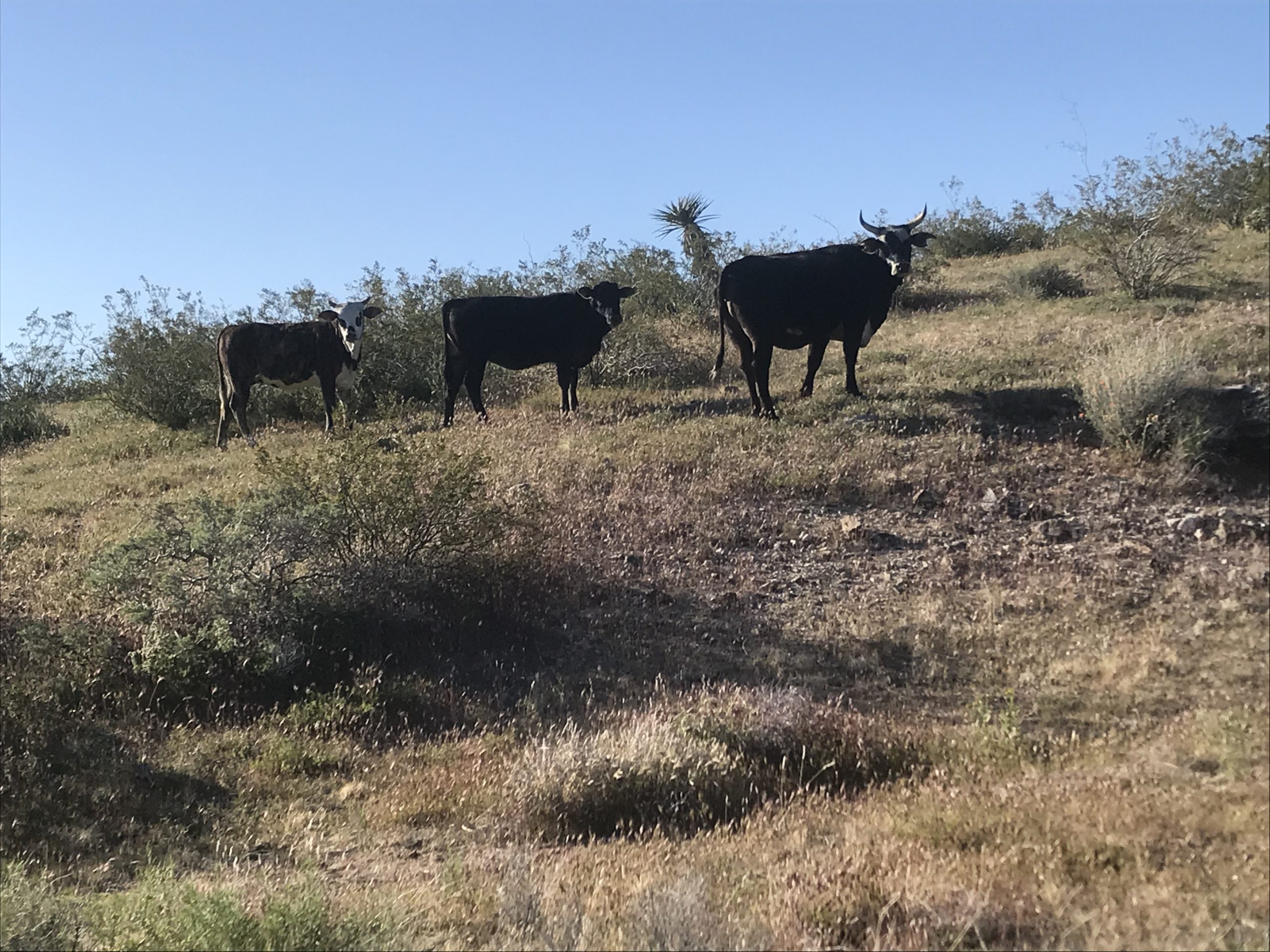Greens initiate lawsuit over harmful effects of Bundy cattle, solar ...
