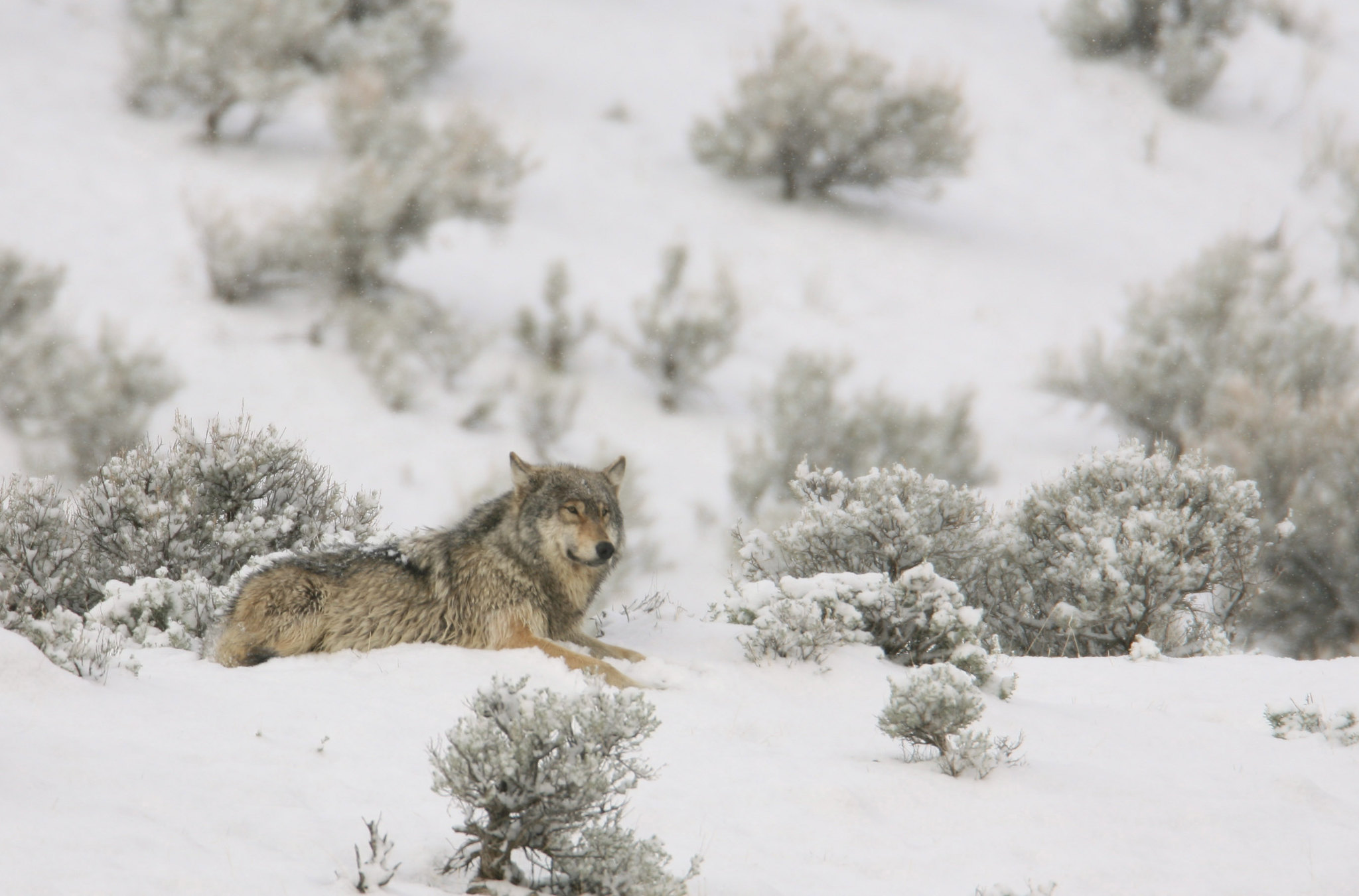 A Call to Action: Help Support Successful Wolf Recovery in Idaho ...