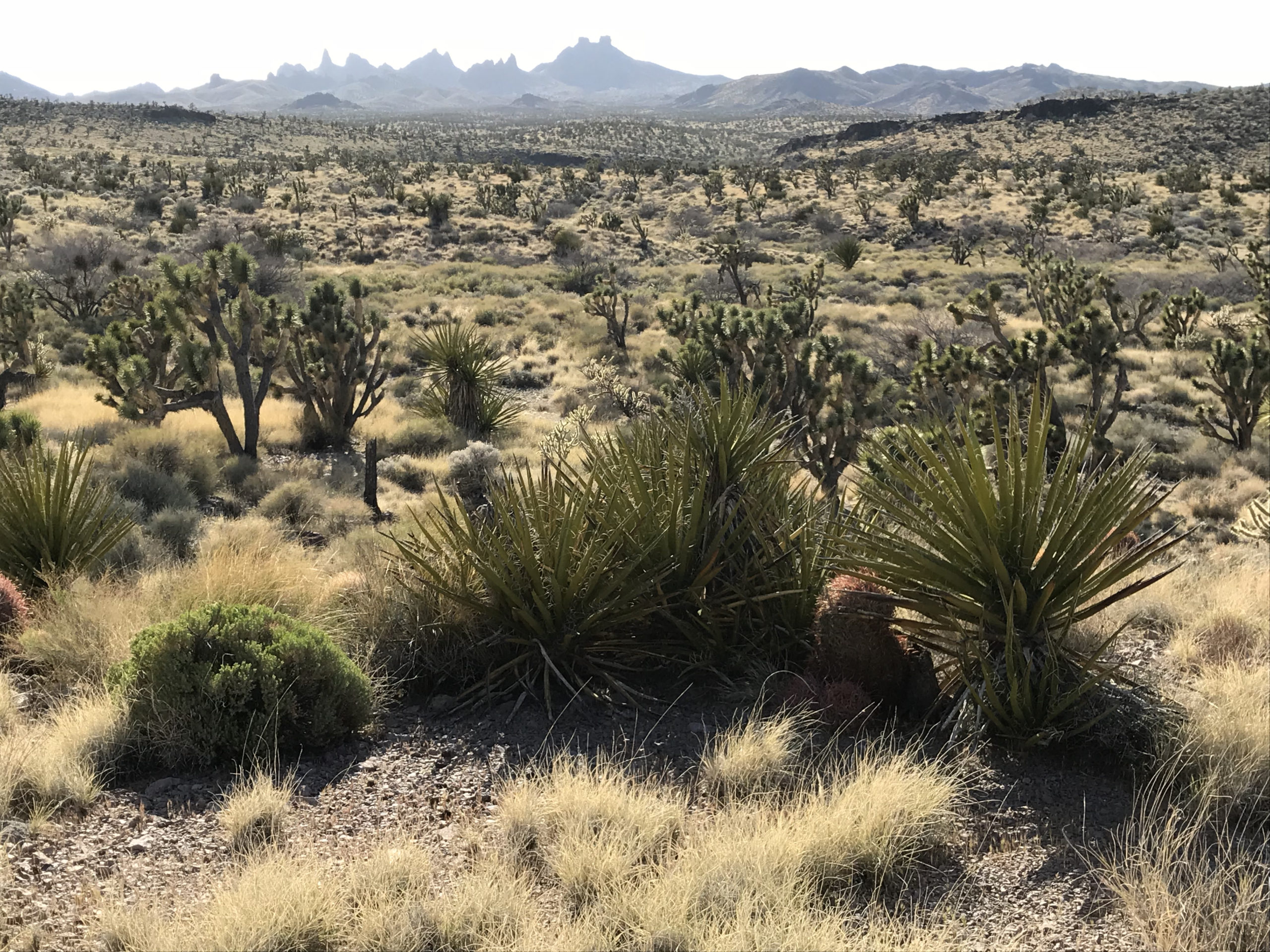 New public land rule is a major step forward but questions remain - Western Watersheds Project