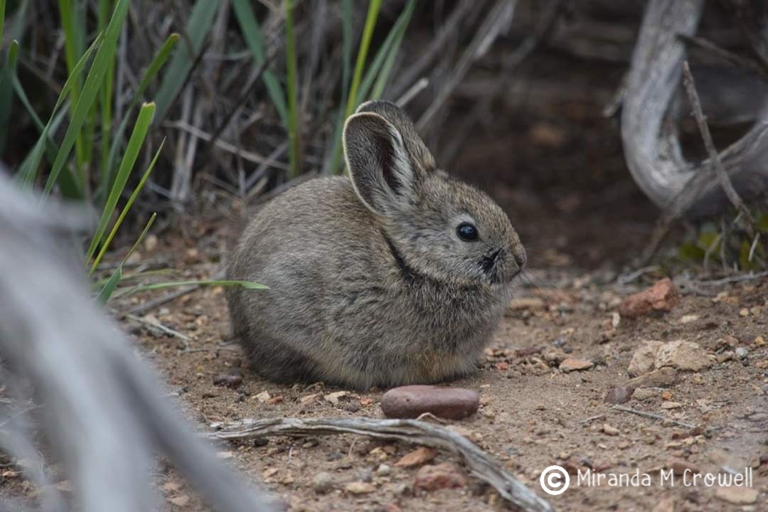 Petition Seeks to Protect Pygmy Rabbit Under Endangered Species Act ...