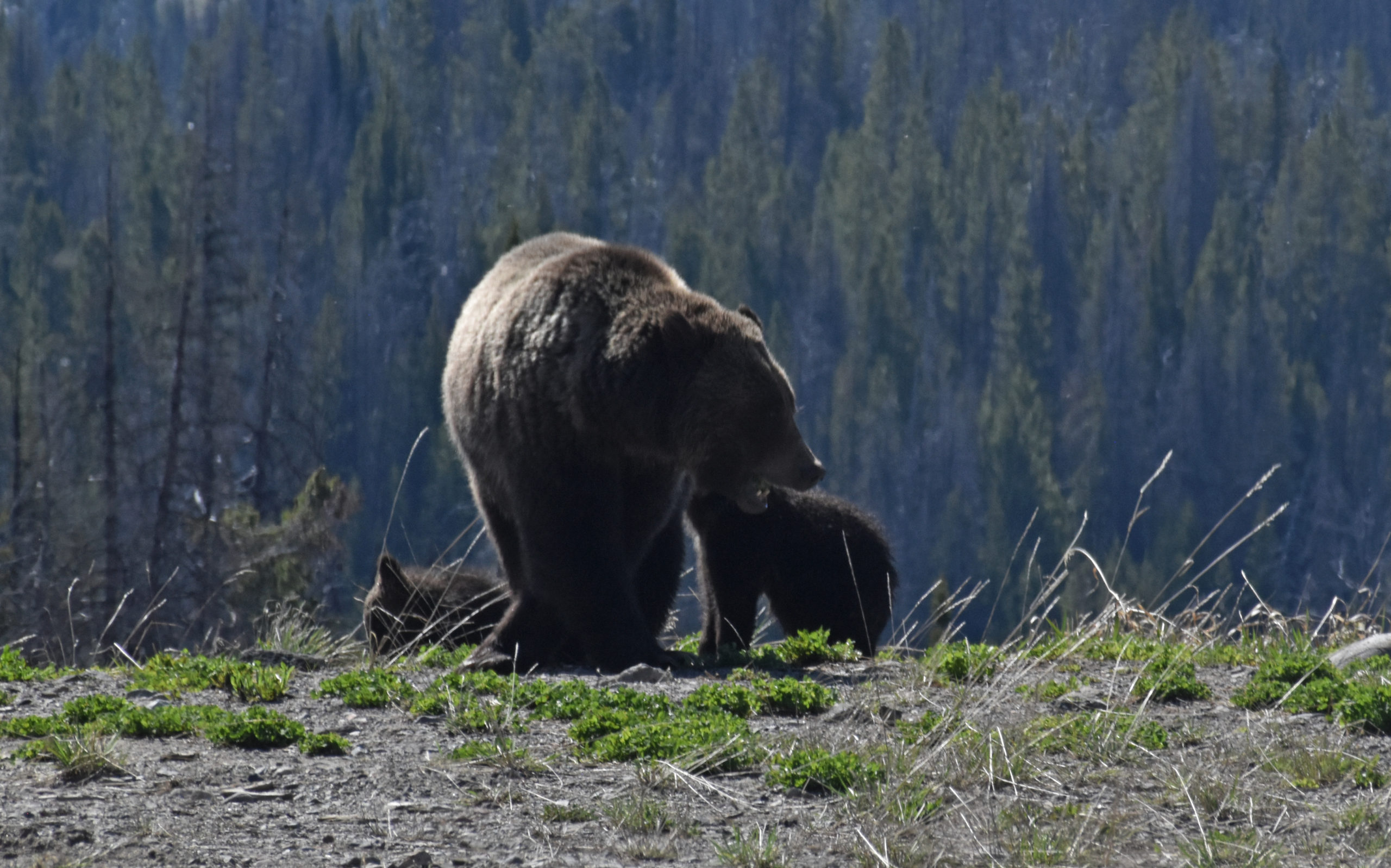Wildlife groups sue BNSF Railway over grizzly killings - Western ...