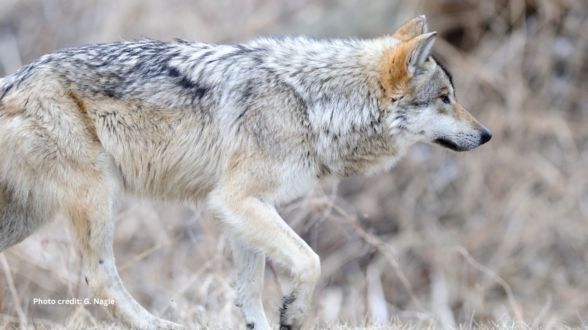 Anderson: Let Caldera wolf pack roam together - Western Watersheds Project