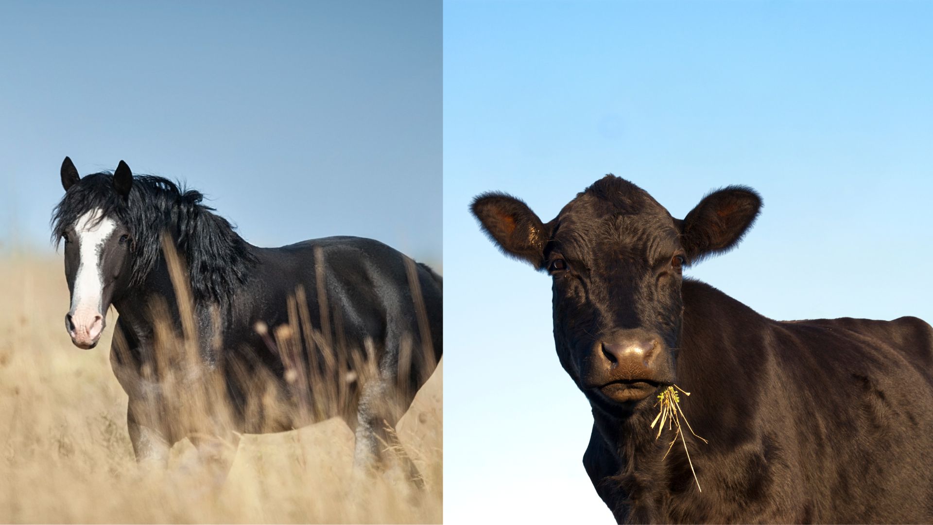 MAP: Cows Grazing in Federal Wild Horse HMA - Western Watersheds Project
