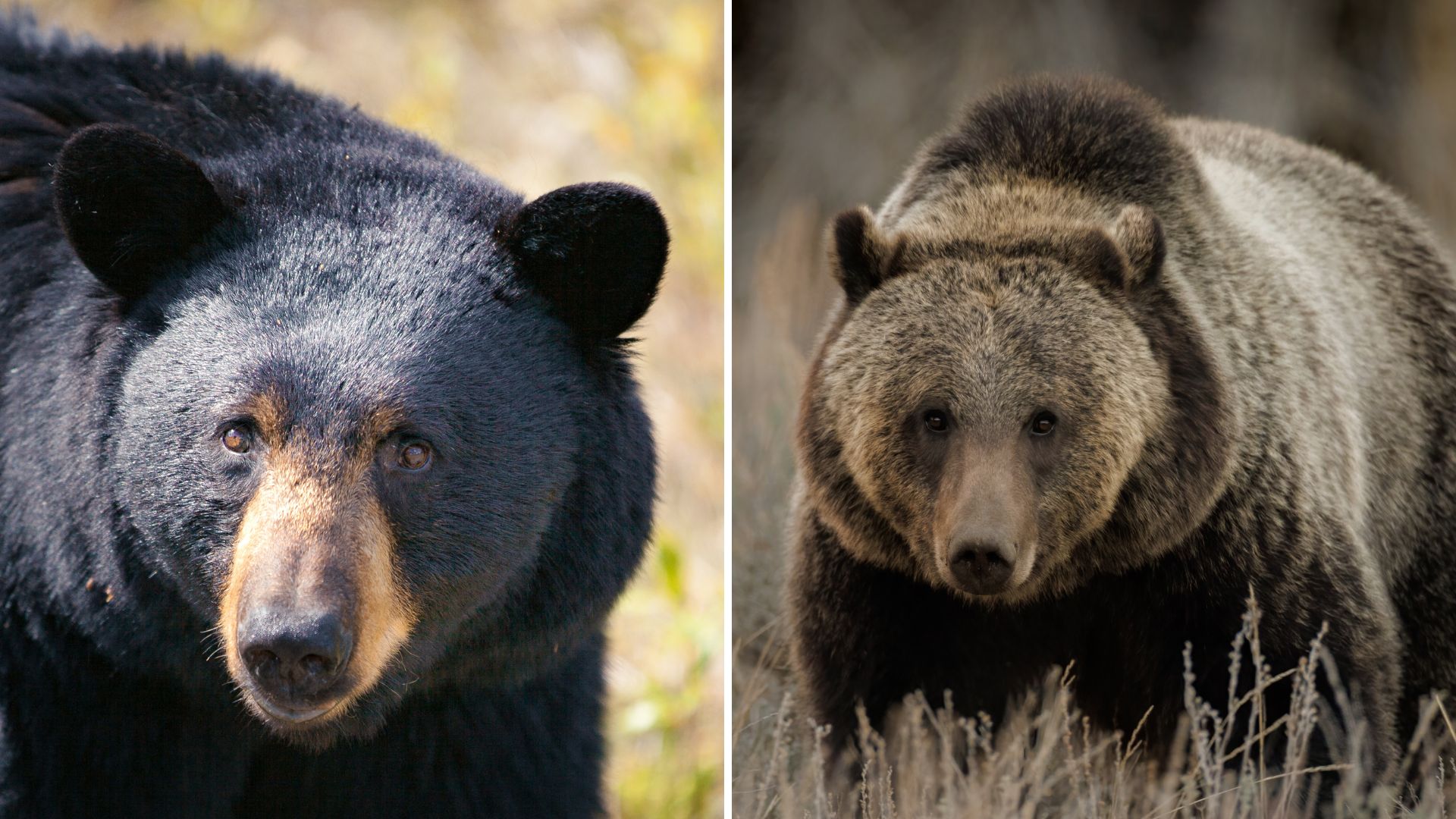Grizzly Bear Death at Bait Station Precisely What Conservation Groups ...
