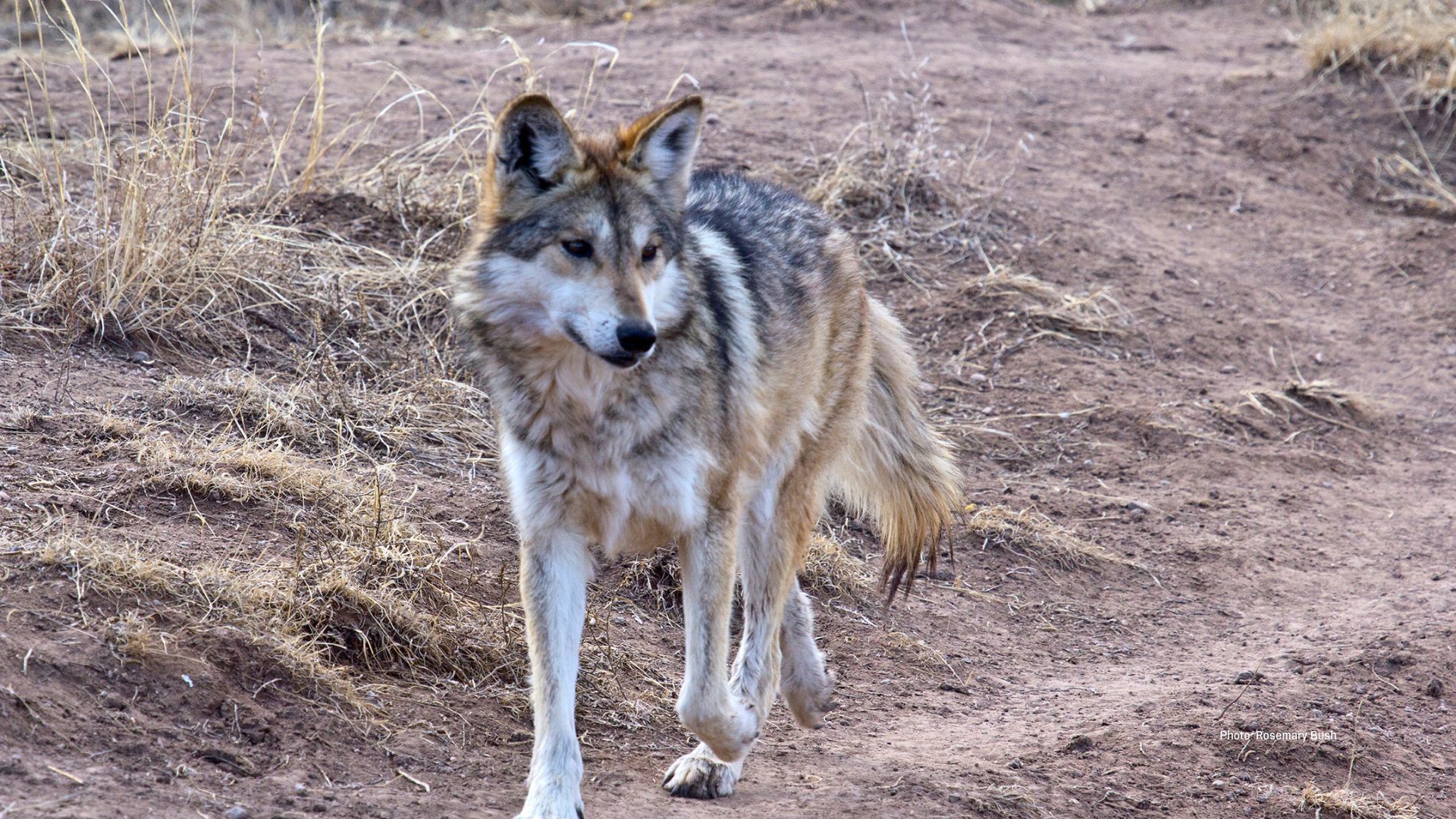 Student Group Names Wandering Mexican Wolf “Hope” - Western Watersheds ...