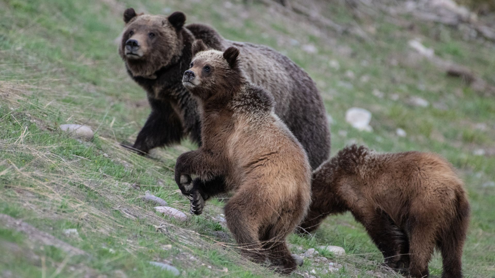 Honor Grizzly 399 by donating to bear protection efforts! - Western Watersheds Project